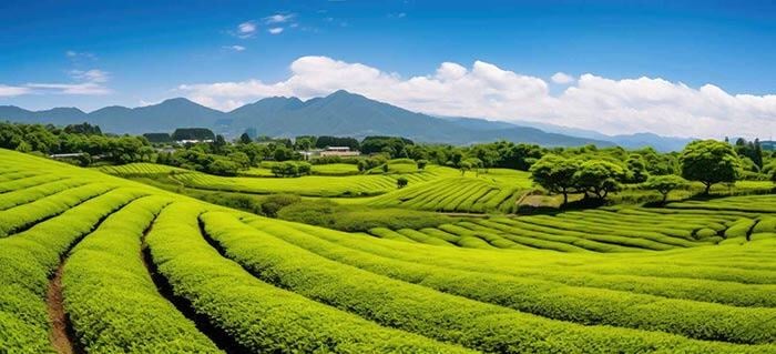 Everything you need to know about matcha - Benefits, tips and recipes