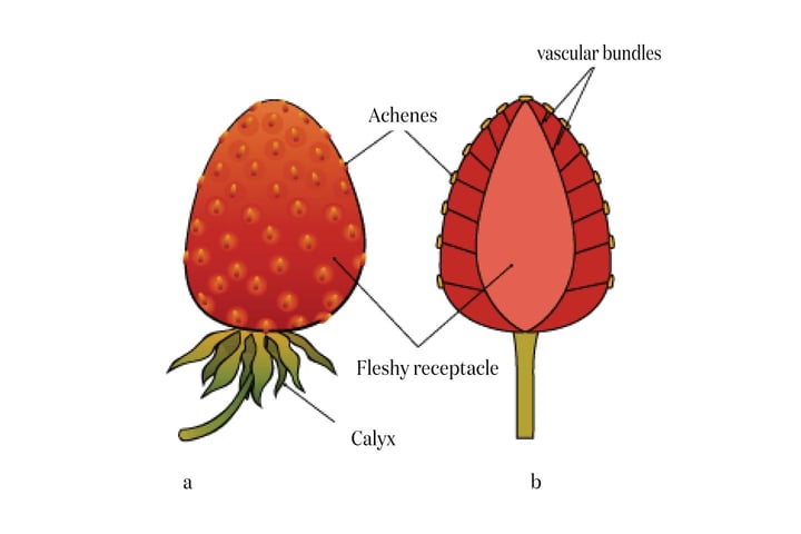 How well do you know strawberries? facts about strawberries revealed!