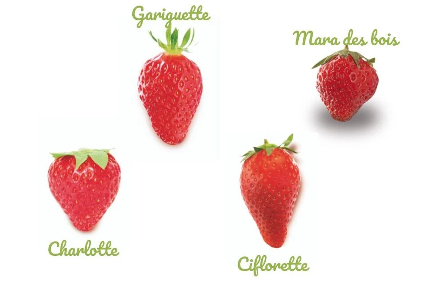 La fraise : 9 choses à savoir sur ce fruit à croquer!