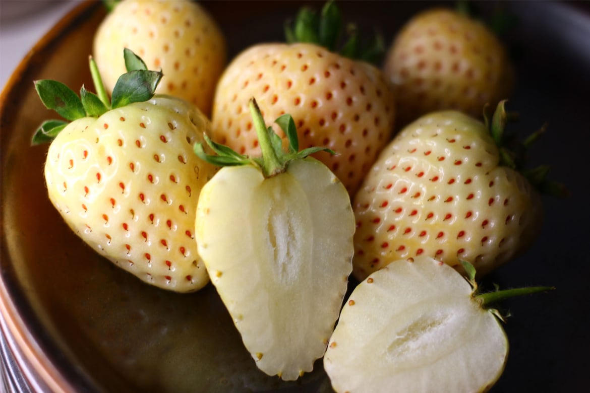 La fraise : 9 choses à savoir sur ce fruit à croquer!